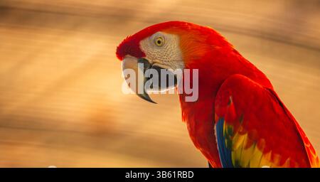 bright red yellow caged parrot Stock Photo - Alamy