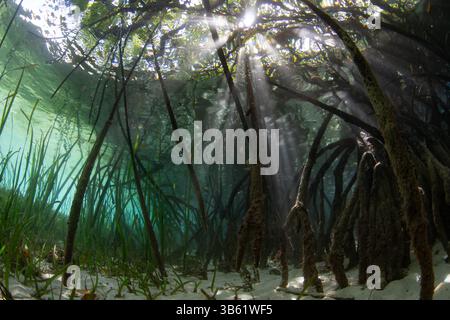 Beams of bright light filter into a shadowed mangrove forest in Misool ...
