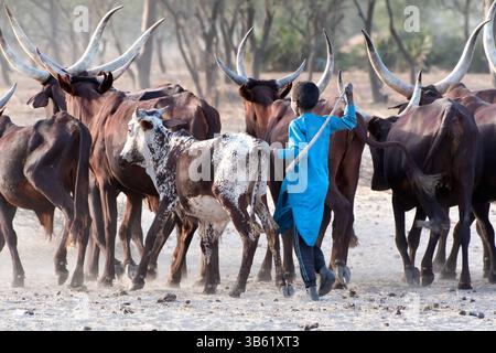Red Fulani cattle herd, Lake Chad Region, Chad Stock Photo - Alamy