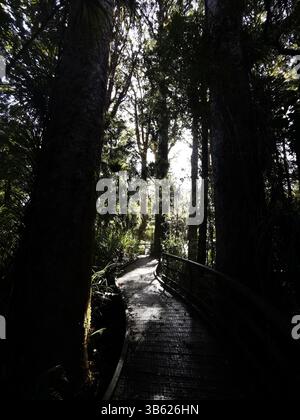 Huge native kauri trees at Manginangina Kauri Walk in Puketi forest ...
