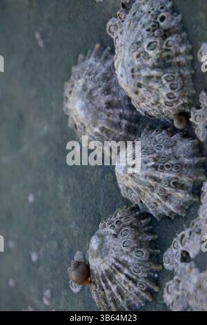 Limpets attached to rock in an intertidal zone Stock Photo - Alamy