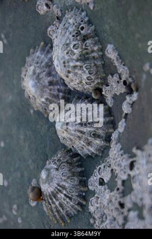 Limpets attached to rock in an intertidal zone Stock Photo - Alamy