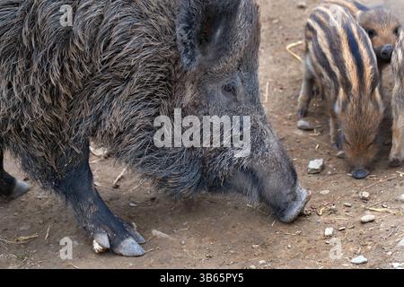 Wildschwein in freier Natur im Fruehling Wildschwein in freier Natur ...