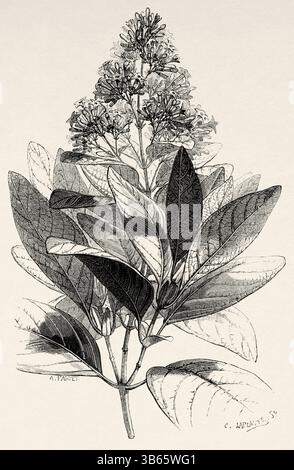Cinchona calisaya is a species of shrub or tree in the family Rubiaceae ...