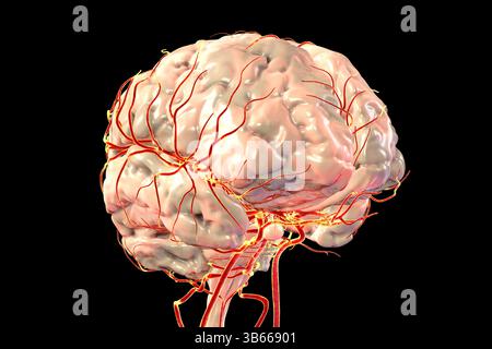Illustration of the arterial blood supply of the human brain Stock ...
