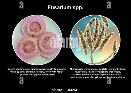 Illustration of Fusarium sp. fungi, showing the microscopic structure ...
