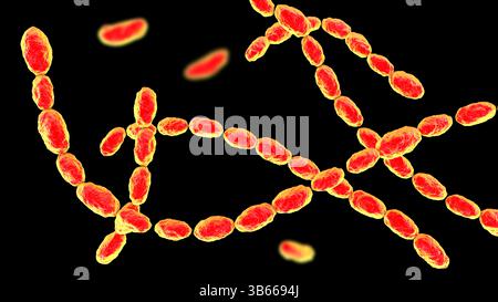 Illustration of Haemophilus ducreyi bacteria. This gram-negative ...