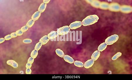 Illustration of Haemophilus ducreyi bacteria. This gram-negative ...