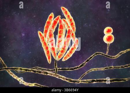 Illustration of Fusarium sp. fungi, showing the microscopic structure ...