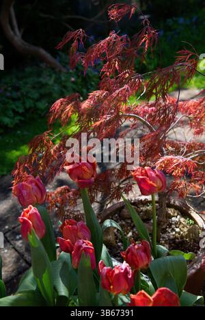 Tulip 'Lady Van Eijk' & Acer 'Hanoi Matoi' blowing in the breeze Stock ...
