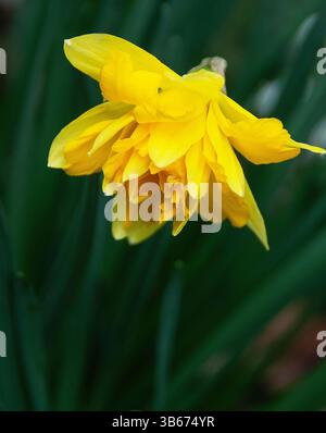 Telamonius plenus 'Van Sion' Stock Photo - Alamy