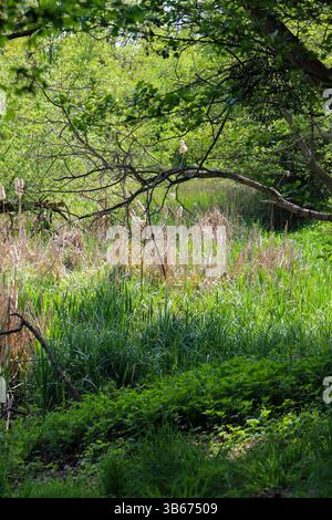 Spring Lake with Wild Ducks and Budding Trees Stock Photo - Alamy