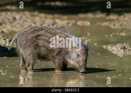 Wild boar (Sus scrofa) squeaker in a forest, Bavaria, Germany Stock ...
