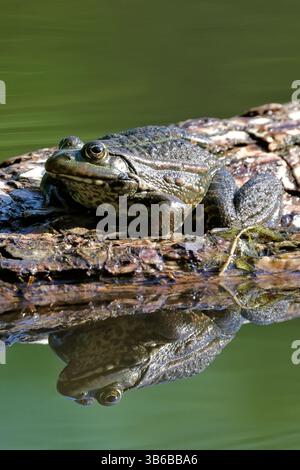 Pelophylax ridibundus aka European marsh frog and reflection on the ...