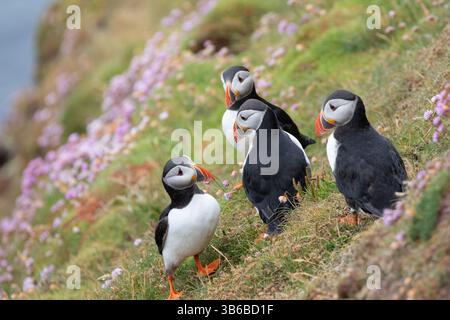 A Colony Of Atlantic Puffins Photographed On Shetland Islands Stock