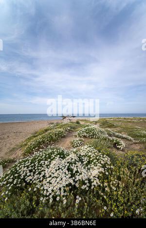 Sea chamomile (Anthemis maritima) in sand dunes, Camargue, France, May ...