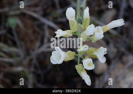 Oval-leaf Bladderpod (Physaria ovalifolia Stock Photo - Alamy