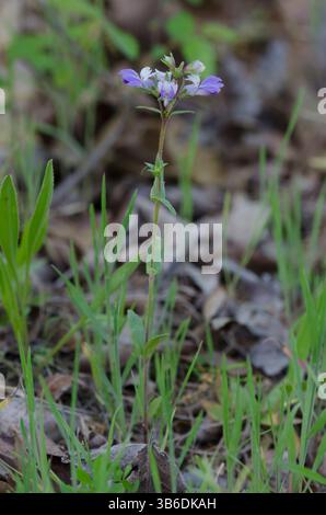 Blue Eyed Mary wildflowers and wild onion on the forest floor at Giant ...