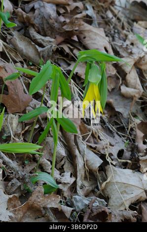 Large-flower Bellwort, Uvularia grandiflora Stock Photo - Alamy