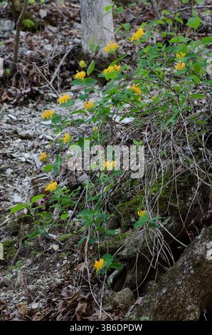 Yellow honeysuckle (Lonicera flava Stock Photo - Alamy