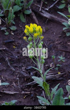 Gordon's Bladderpod, Physaria gordonii Stock Photo - Alamy