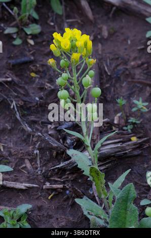 Gordon's Bladderpod, Physaria gordonii Stock Photo - Alamy