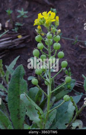 Gordon's Bladderpod, Physaria gordonii Stock Photo - Alamy