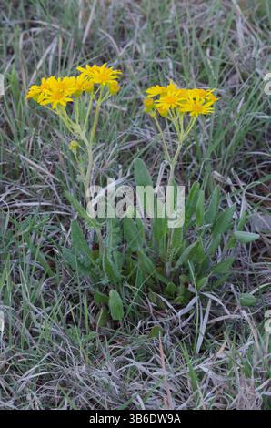 Prairie Groundsel (Packera plattensis Stock Photo - Alamy