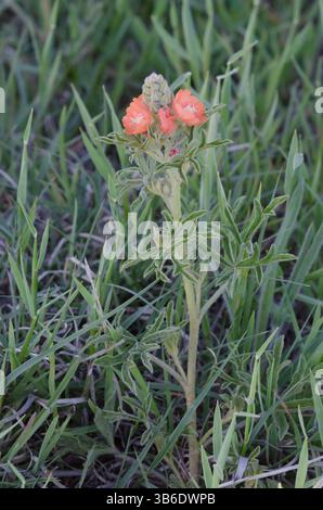 Scarlet Globemallow, Sphaeralcea coccinea Stock Photo - Alamy