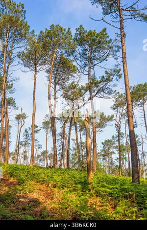 pine tree trunk in coniferous forest woodland Stock Photo - Alamy