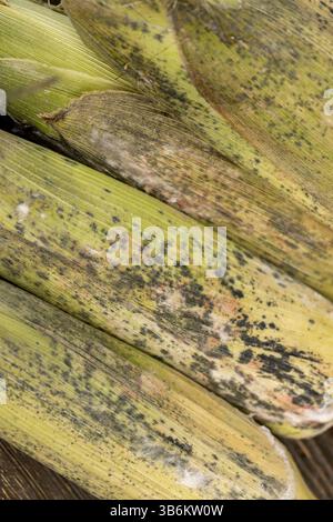moldy corn cob due to improper storage, spoiled corn cob due to ...