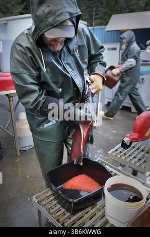 Alaska Ketchikan, Whitman Lake Hatchery fish farm, herring bay. cove ...