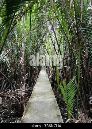Nipa palms along the footpath in Bang Namphueng, Phra Pradaeng District ...