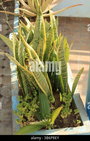 Snake plant, Viper's bowstring hemp, Mother in laws tongue Langue de ...