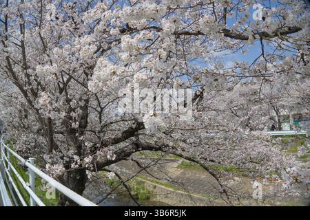 Saho River cherry blossom trees along the river in full bloom. Nara ...