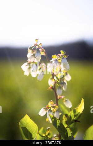 Field of blueberries, bushes with future berries against the blue sky ...