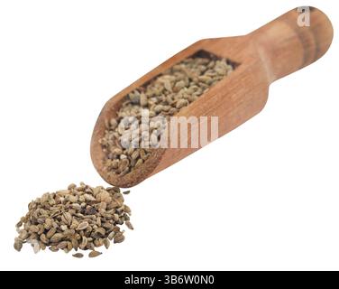 Radhuni spice known as wild celery in English Stock Photo - Alamy