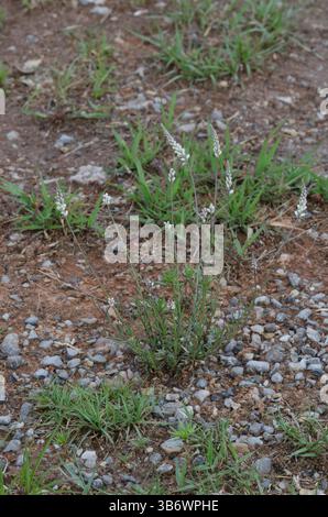 white milkwort (Polygala alba Stock Photo - Alamy