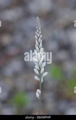 white milkwort (Polygala alba Stock Photo - Alamy