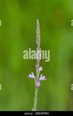 Texas vervain (Verbena halei Stock Photo - Alamy