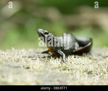 GREAT CRESTED or WARTY NEWT Triturus cristatus Stock Photo - Alamy