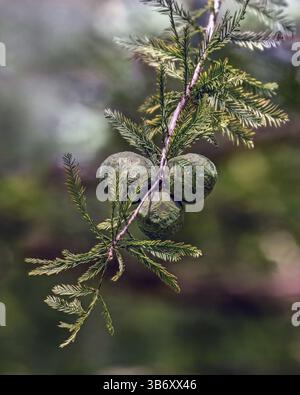 Taxodium distichum (Bald Cypress), cones and foliage, summer green ...