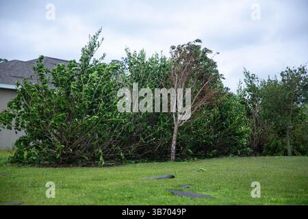 Trees and Bushes Blown Over after a severe storm Stock Photo - Alamy