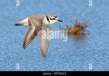 Snowy Plover (Anarhynchus nivosus Stock Photo - Alamy