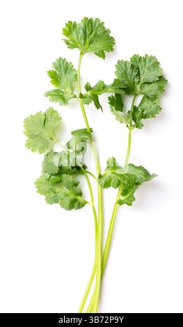 Heap of green fresh coriander stems for cooking Stock Photo - Alamy