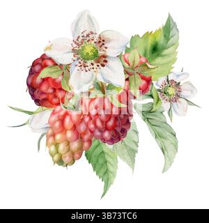 Raspberry flower buds, leaves asymmetrical bunch cluster group, hand ...