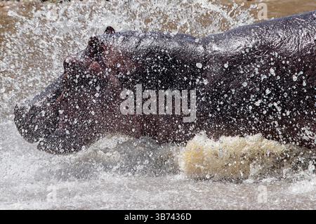 Hippo -Hippopotamus amphibius-Democratic Republic of Congo Garamba ...