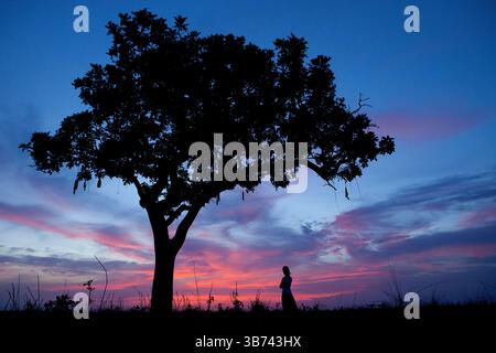 Kigelia africana -Sausage tree-Garamba National ParkDemocratic Republic ...