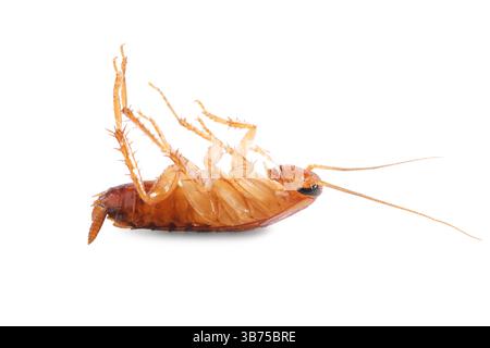 One cockroach on white background, top view. Pest control Stock Photo ...