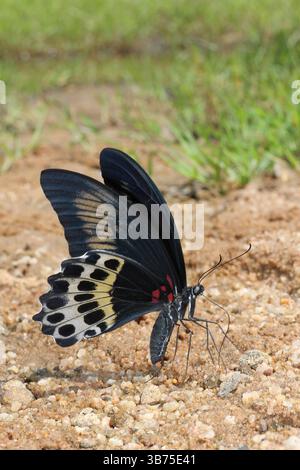BLUE MORMON BUTTERFLY Papilio polymnestor Papilionidae : Swallowtails ...